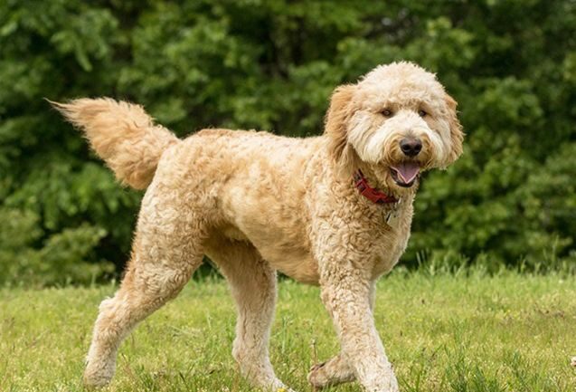 What Is a Golden Labradoodle? Pros and Cons! (2024) - We Love Doodles