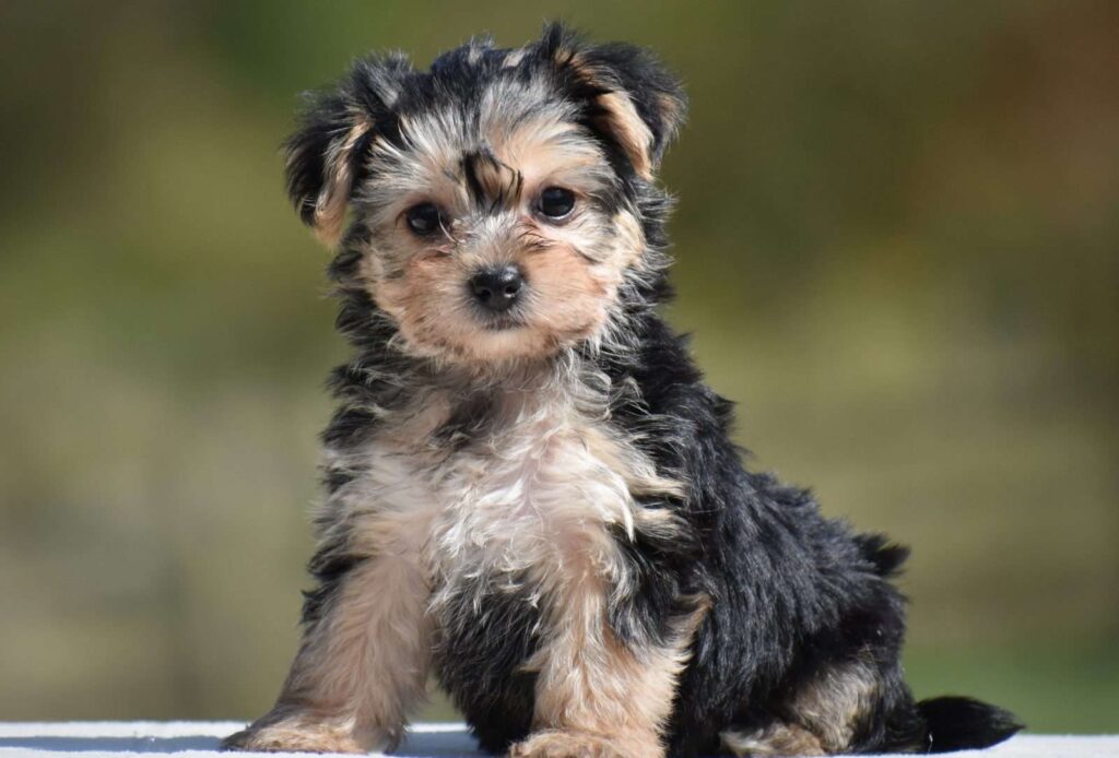 7 Best Yorkie Chon Breeders in the U.S.!