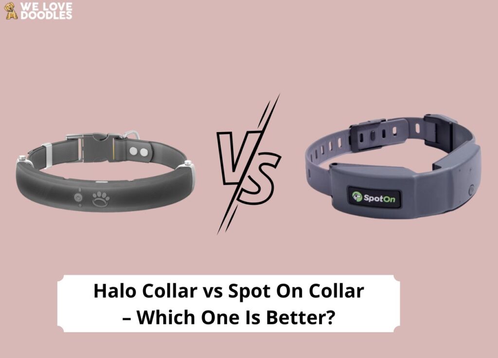 Halo Collar Vs Spot On Collar