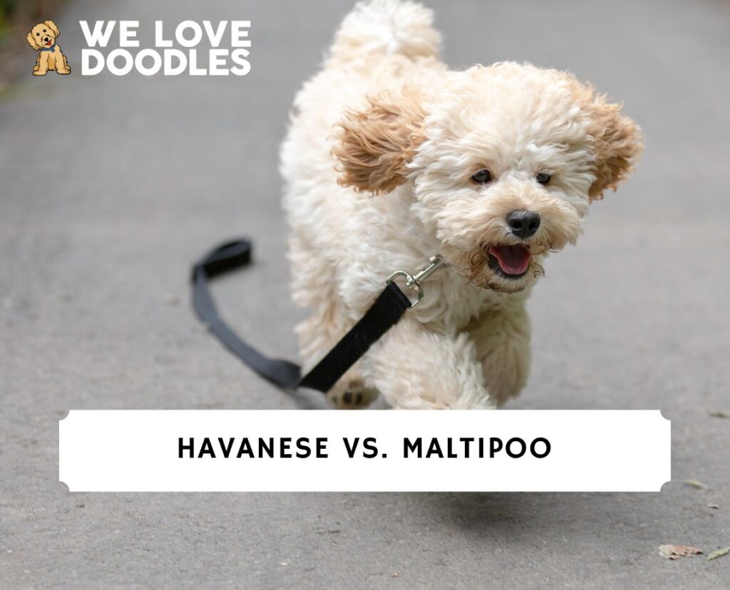 Havanese vs. Maltipoo: Dog Breed Comparison!