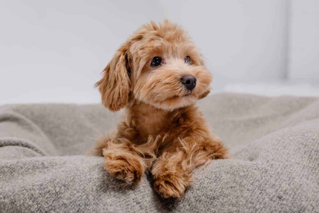 Can You Get A Merle Maltipoo? With pictures! - We Love Doodles