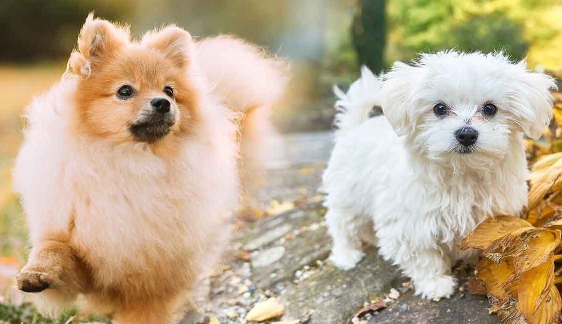 Maltipoo Mix With Pomeranian
