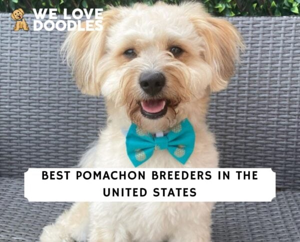 6 Best Pomachon Breeders in the United States! - We Love Doodles