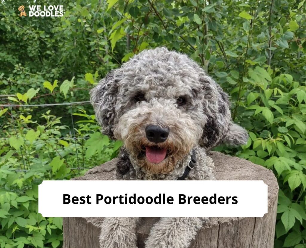 6 Best Portidoodle Breeders In The U.S.! - We Love Doodles