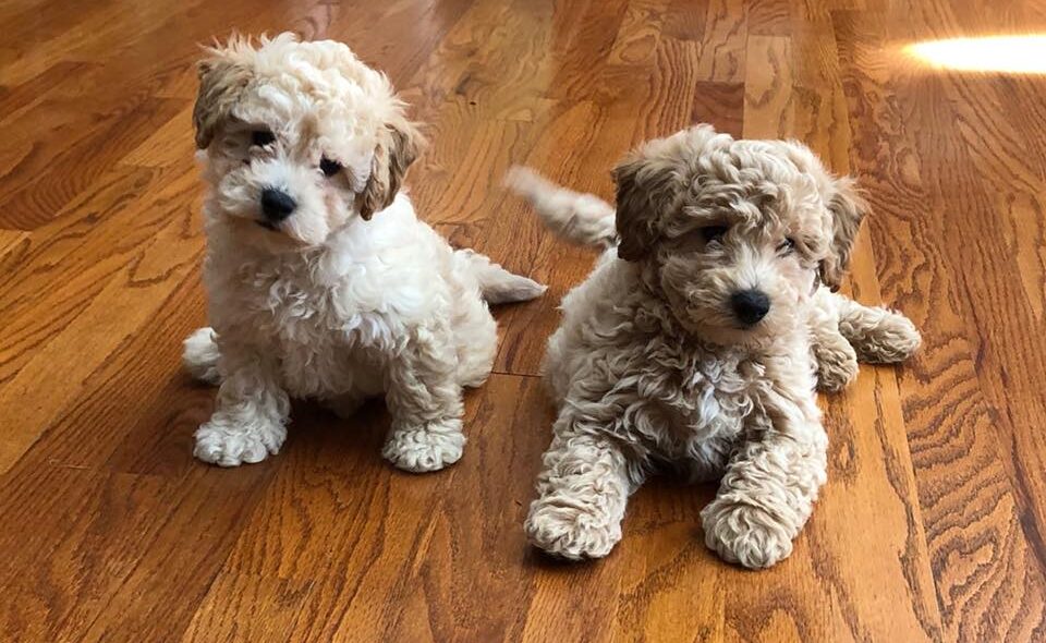 Crockett Doodles Review - Family-Raised Doodle Puppies! (2023) - We ...