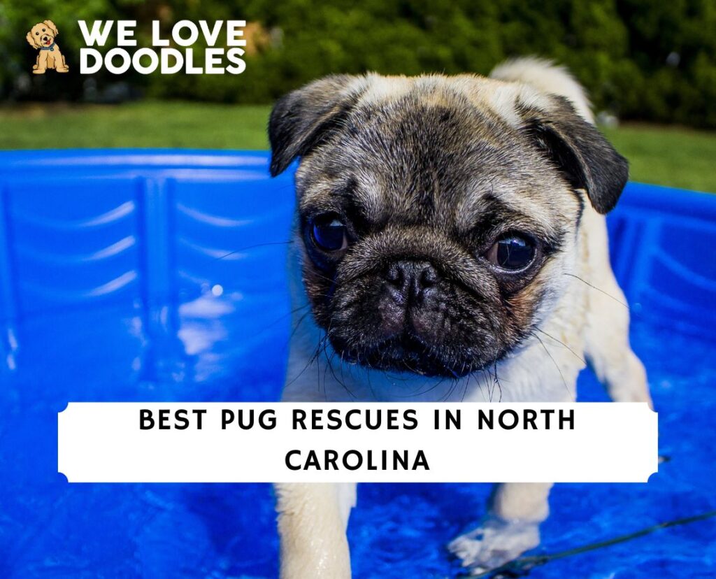 4 Best Pug Rescues in North Carolina! - We Love Doodles