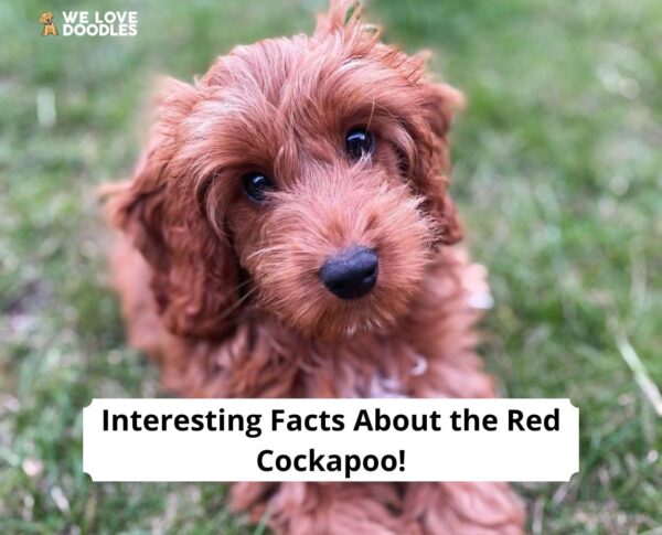 9 Facts About the Red Cockapoo!