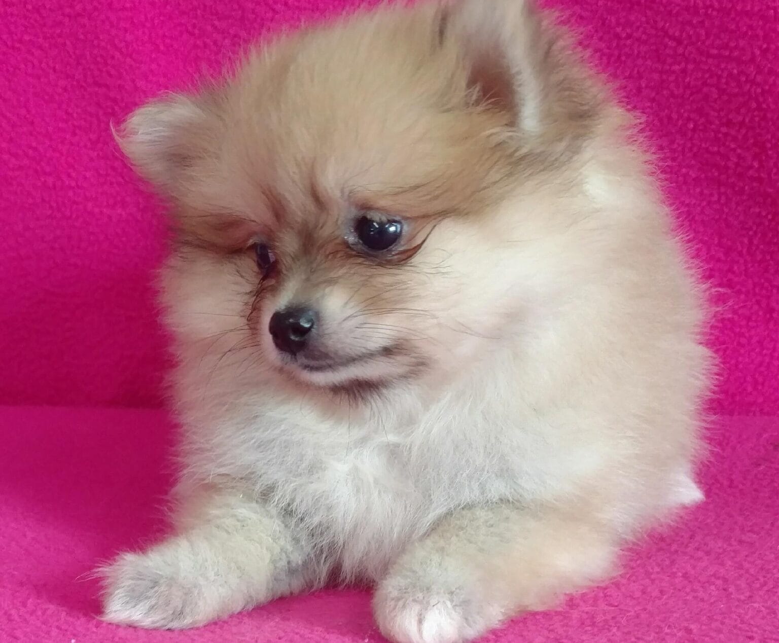 5 Best Pomapoo Breeders in the United States! - We Love Doodles