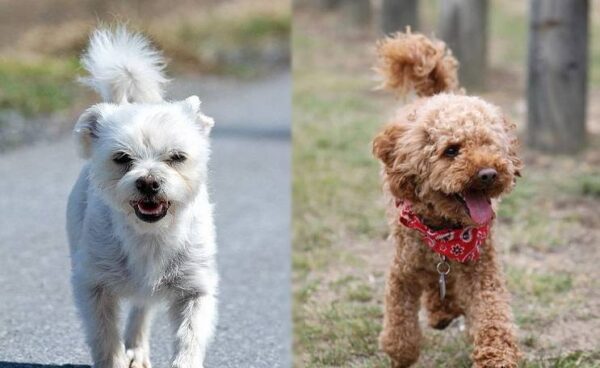 Maltipoo And Pomeranian Mix - The Ultimate Guide! - We Love Doodles