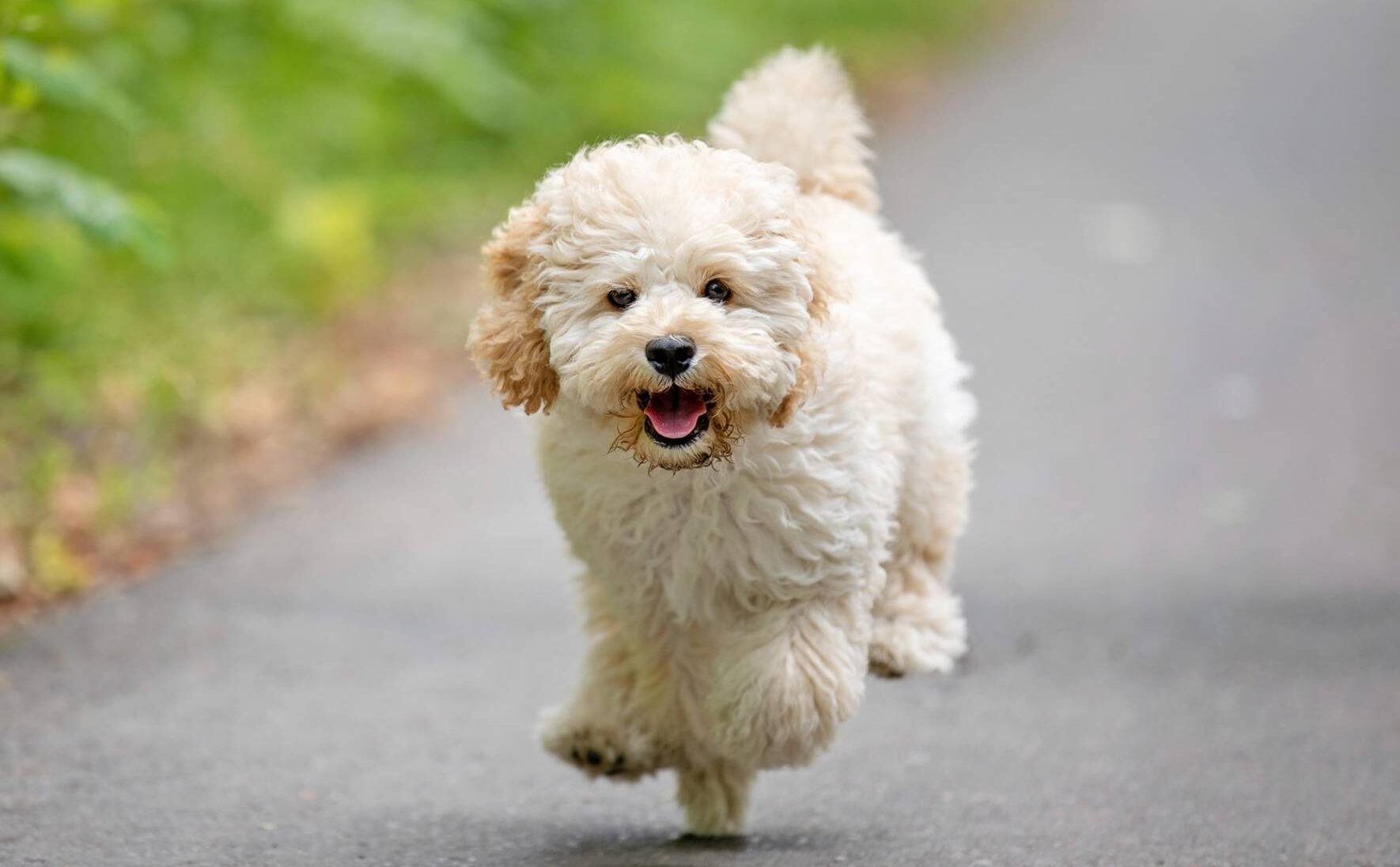 Maltipoo Mix With Pomeranian