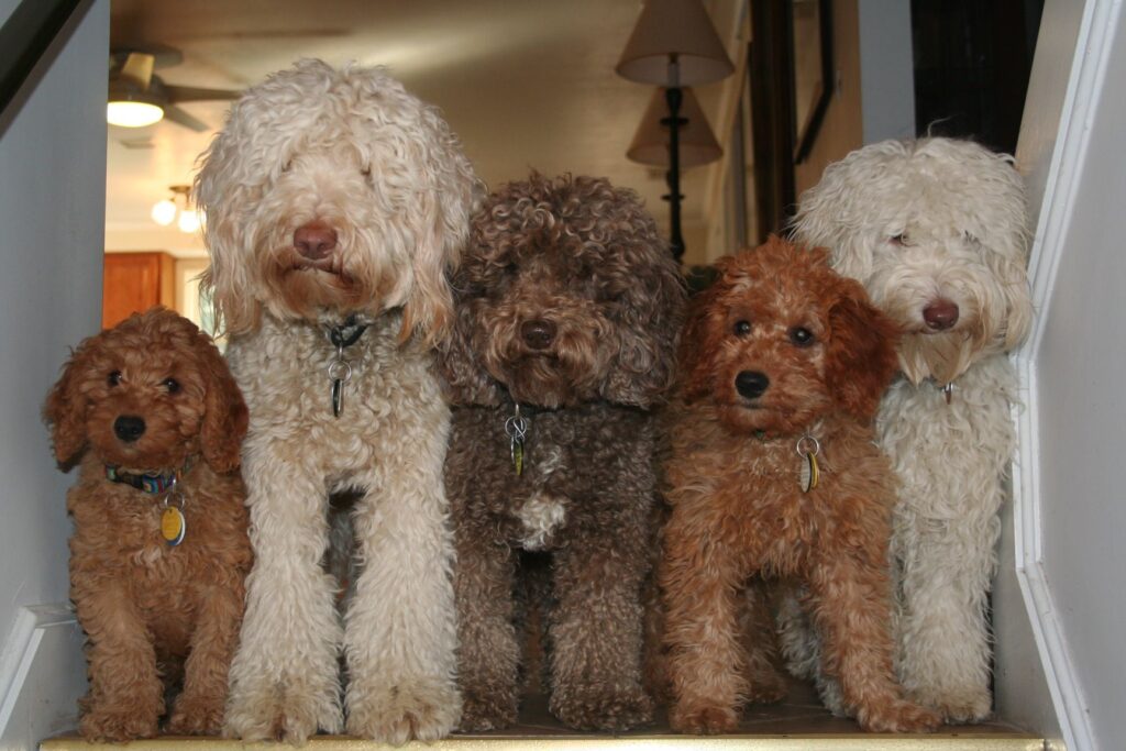 What Is a Golden Labradoodle? Pros and Cons! (2024) - We Love Doodles