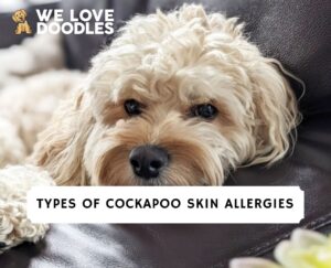 3+ Types of Cockapoo Skin Allergies!