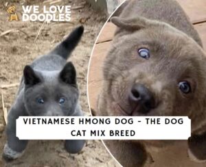 Vietnamese Hmong Dog: The Dog Cat Mix Breed! What You Should Know! - We ...