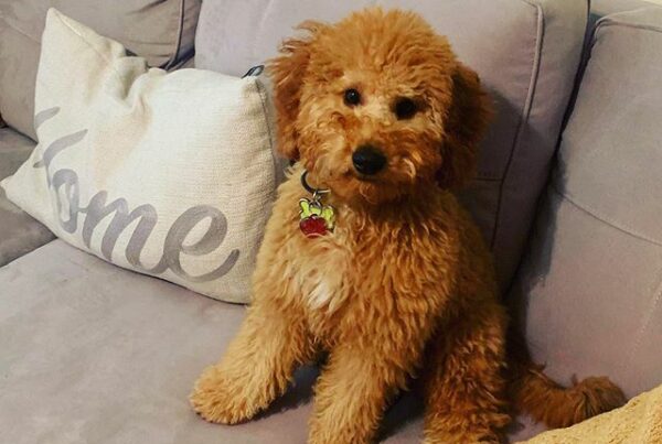 Crockett Doodles Review - Family-Raised Doodle Puppies! (2023) - We ...