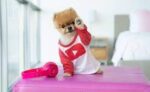 What is a Butter Dog Trend on TikTok? - We Love Doodles
