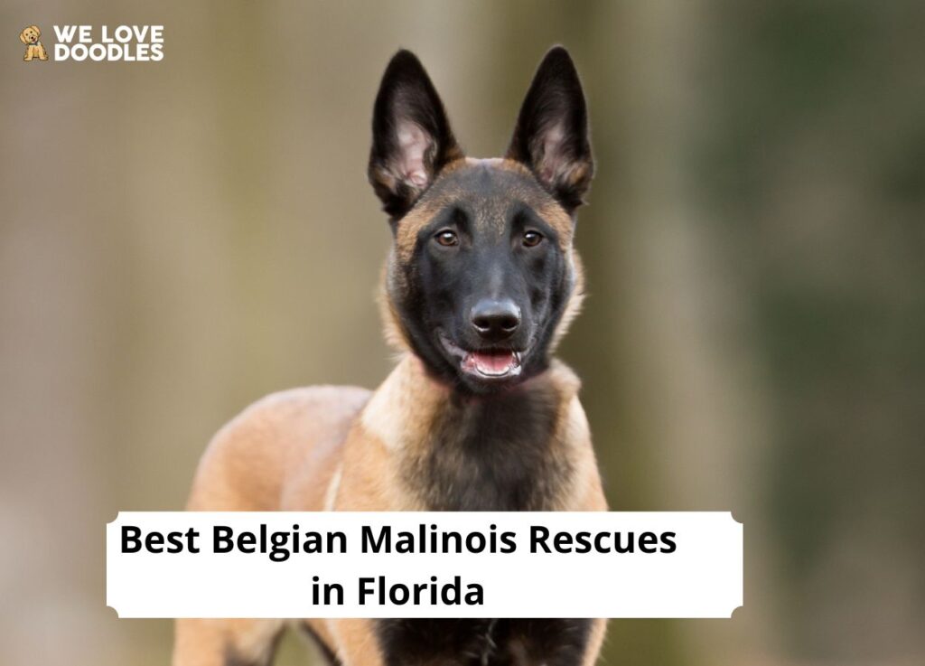 6 Best Belgian Malinois Rescues in Florida! - We Love Doodles