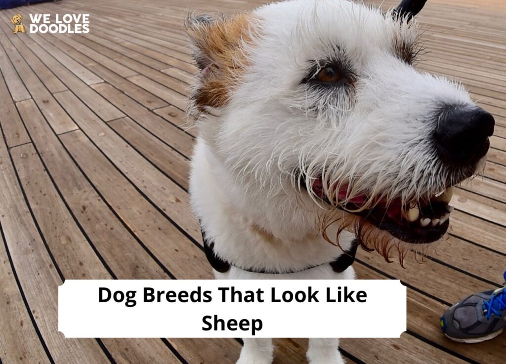 16 Dog Breeds That Look Like Sheep! - We Love Doodles