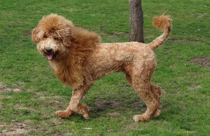 Goldendoodle Tail Styles – With Pictures!