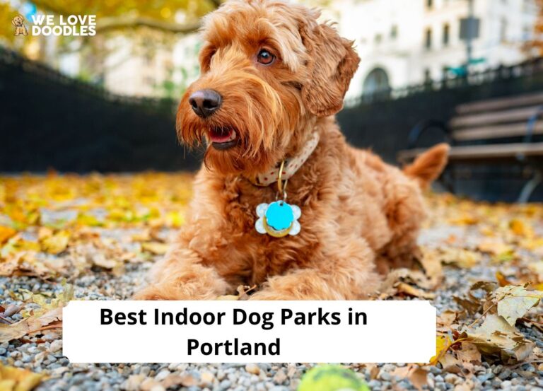 4 Best Indoor Dog Parks in Portland! - We Love Doodles