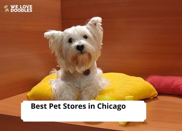 13 Best Pet Stores in Chicago! - We Love Doodles