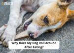 Why Does My Dog Roll Around After Eating? 8 Reasons! - We Love Doodles