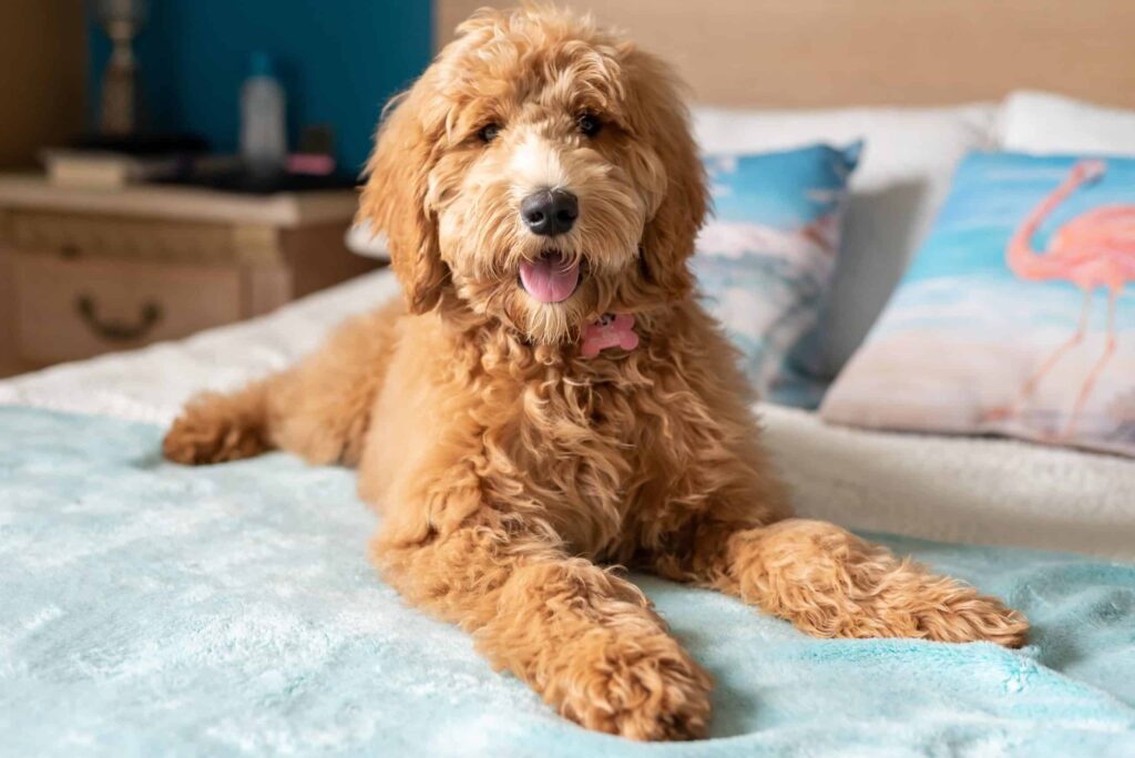 Goldendoodle Mohawk Haircut – Grooming Tips and Photos!