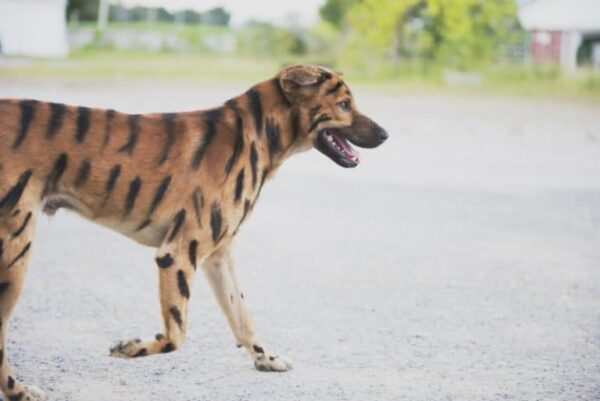 15 Dogs That Look Like a Tiger (With Pictures)! - We Love Doodles