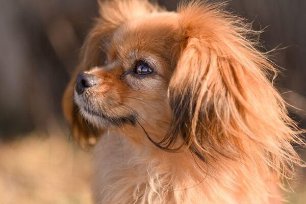 15 Dogs That Look Like Pugs (With Pictures)! - We Love Doodles