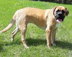 6 Best Bullmastiff Rescues in the United States! (2024) - We Love Doodles