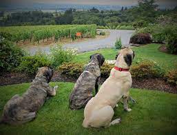 6 Best Bullmastiff Rescues in the United States! (2024) - We Love Doodles