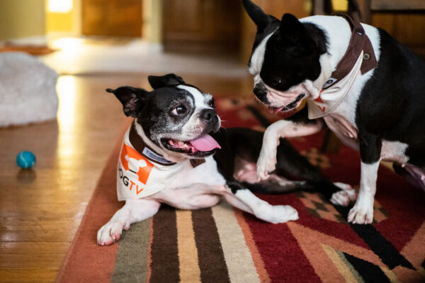 Boston Terrier Poodle Mix - A Complete Guide! (2023) - We Love Doodles