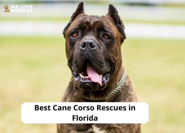 5 Best Cane Corso Rescues in Florida!
