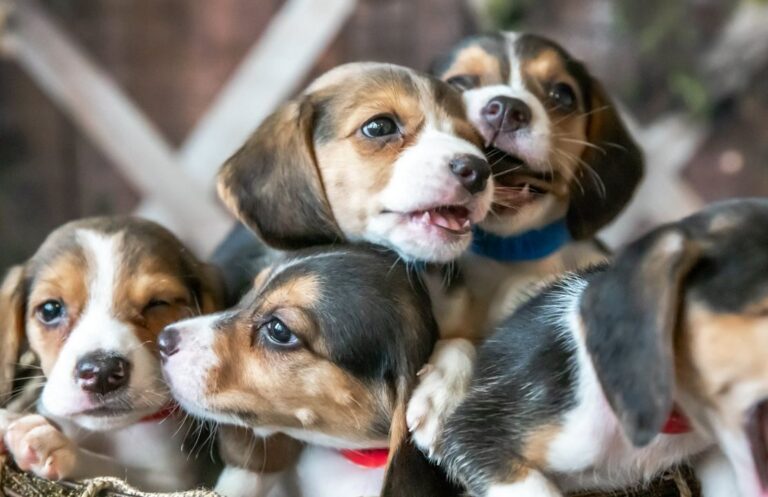 8 Best Small Dog Rescues in Wisconsin!