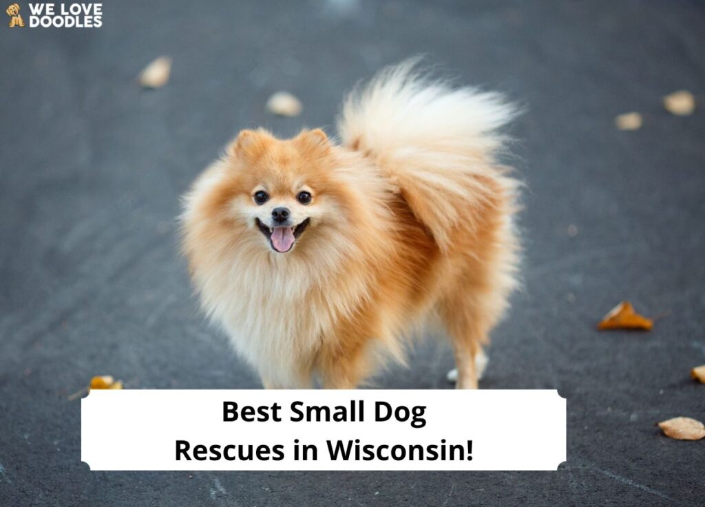 8 Best Small Dog Rescues in Wisconsin! 8 Best Small Dog Rescues in Wisconsin!