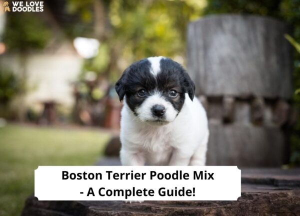 Boston Terrier Poodle Mix - A Complete Guide! (2023) - We Love Doodles