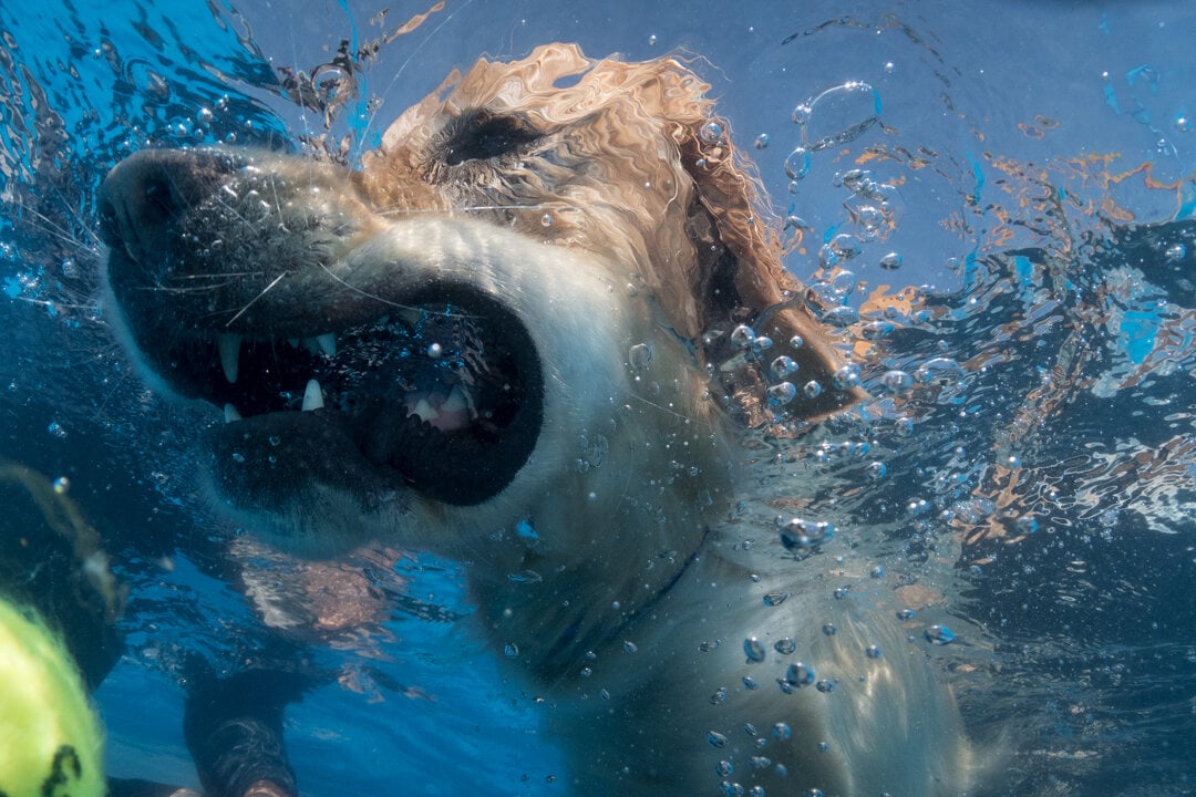 Do Dogs Open Their Eyes Underwater? - We Love Doodles