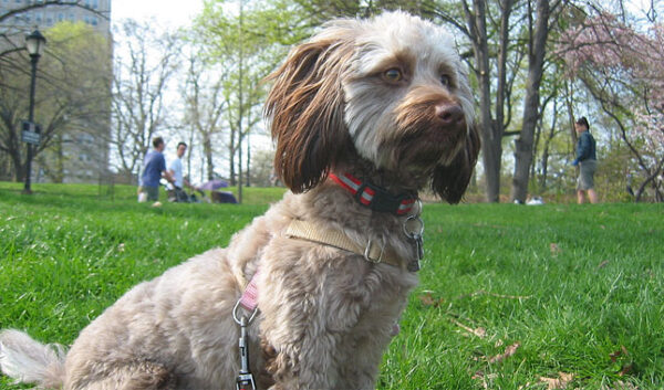 All About the Dachshund Poodle Mix (Doxiepoo)! - We Love Doodles