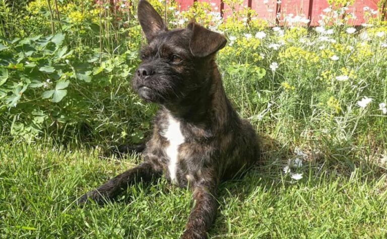 Boston Terrier Poodle Mix - A Complete Guide! (2023) - We Love Doodles