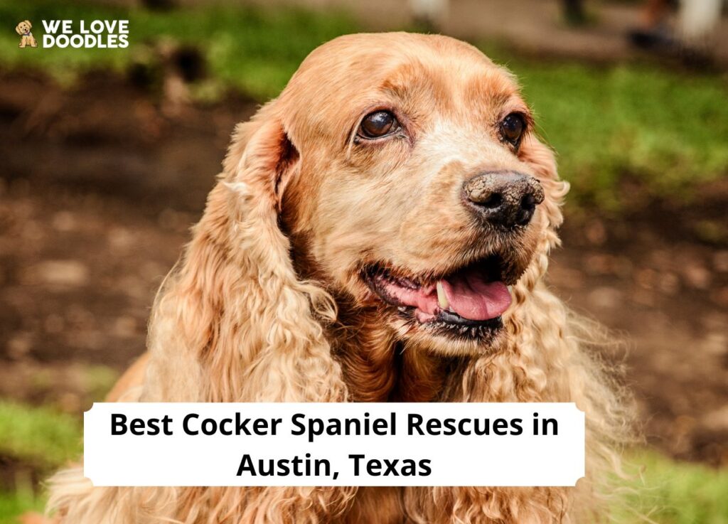 3 Best Cocker Spaniel Rescues in Austin, Texas!