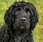4 Best Portuguese Water Dog Rescues in the USA! - We Love Doodles