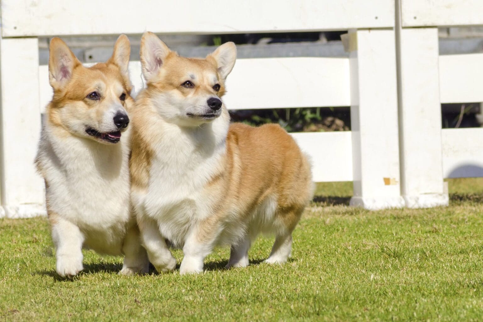 Corgi Poodle Mix: Everything You Need to Know! - We Love Doodles