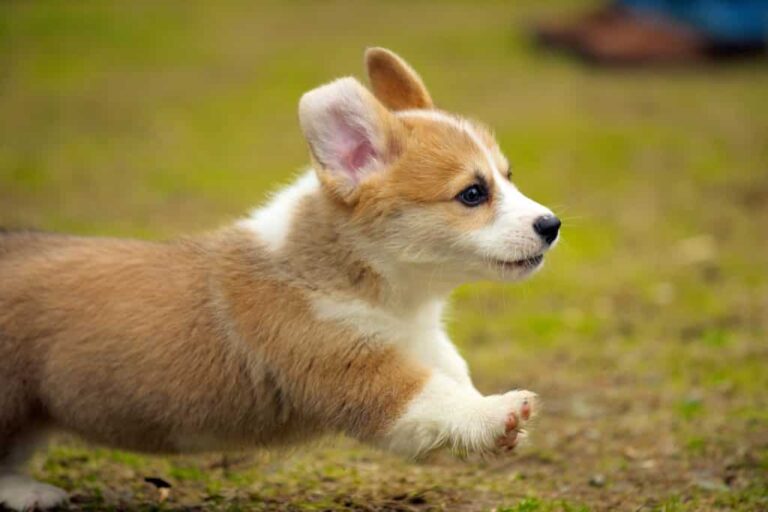 Corgi Poodle Mix: Everything You Need to Know! - We Love Doodles