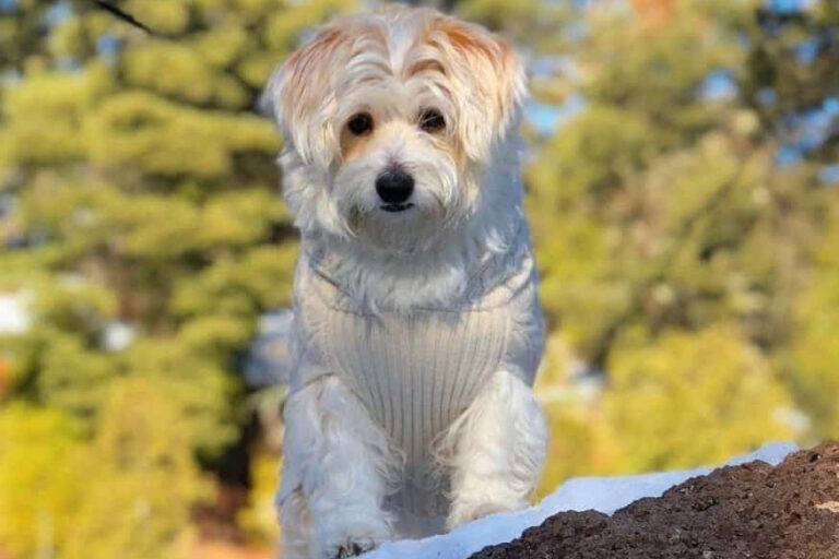 Corgi Poodle Mix: Everything You Need to Know! - We Love Doodles