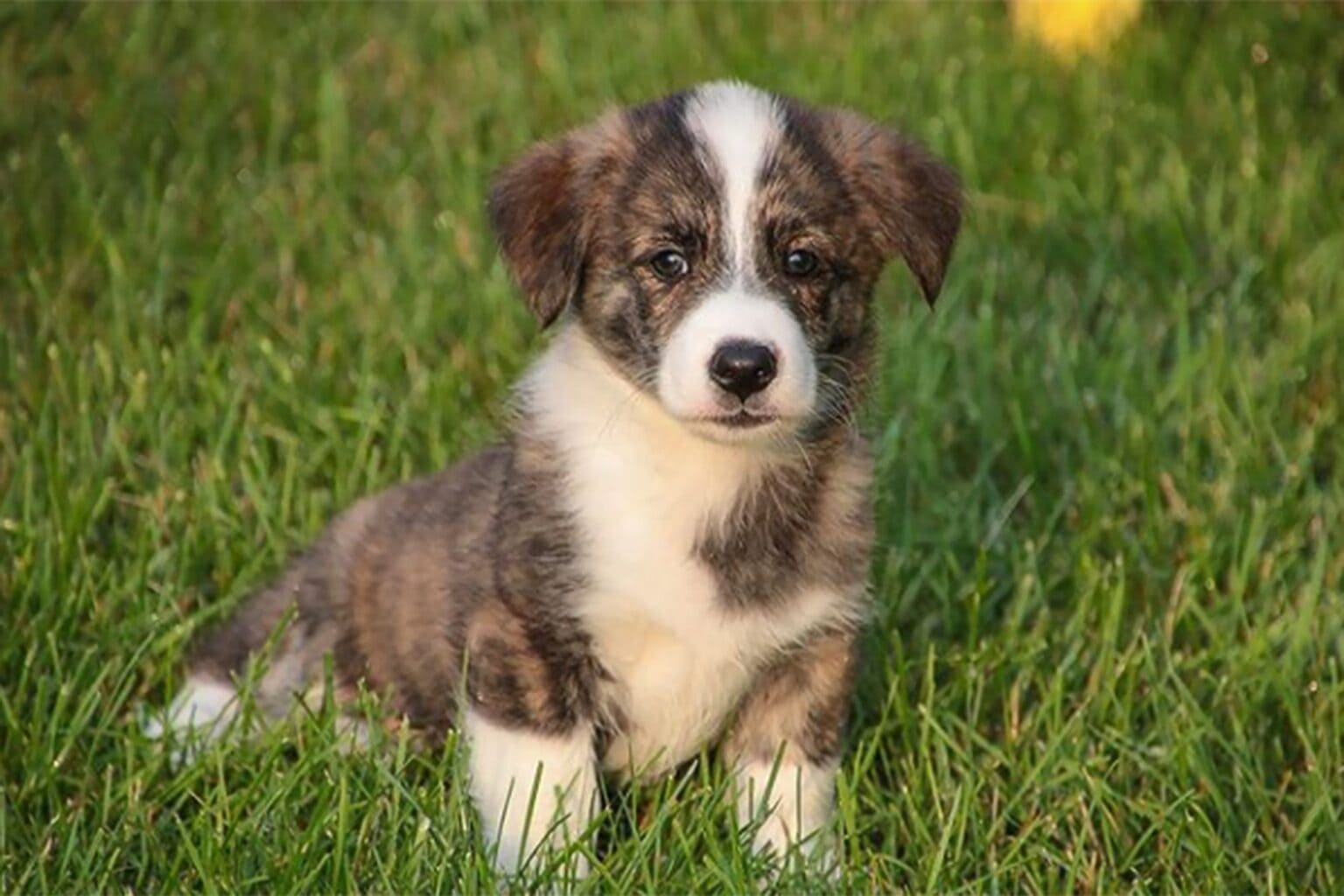 13 Most Popular Small Poodle Mixes - With Pictures! (2023) - We Love ...