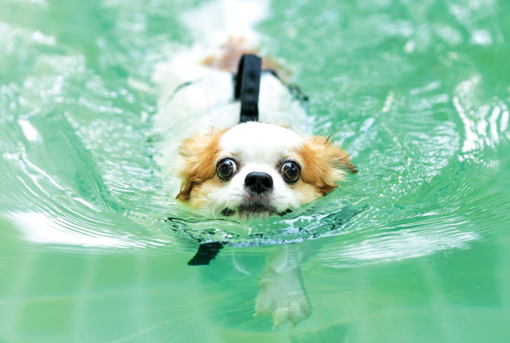 Do Dogs Open Their Eyes Underwater? - We Love Doodles