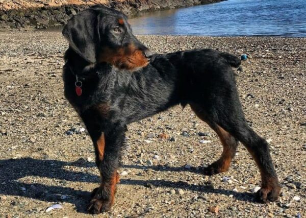 A Complete Guide to the Doberman Poodle Mix! (2023) - We Love Doodles