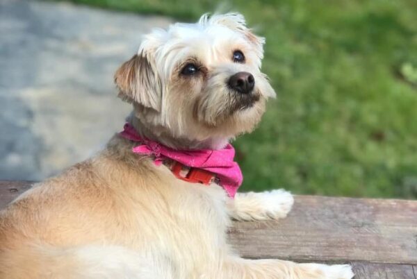 When Is a Yorkie Poo Full Grown? - We Love Doodles