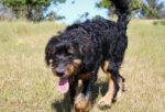 A Complete Guide to the Doberman Poodle Mix! (2023) - We Love Doodles