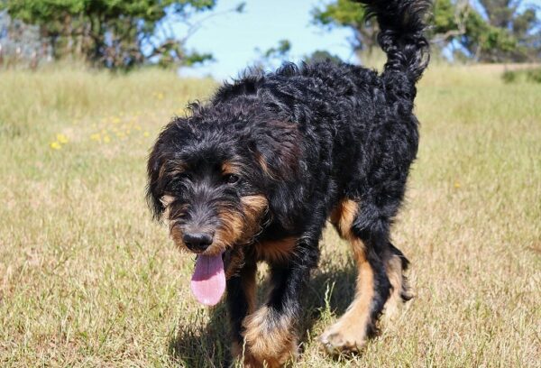 A Complete Guide to the Doberman Poodle Mix! (2023) - We Love Doodles