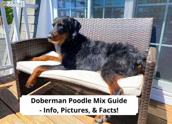 A Complete Guide to the Doberman Poodle Mix! (2023) - We Love Doodles